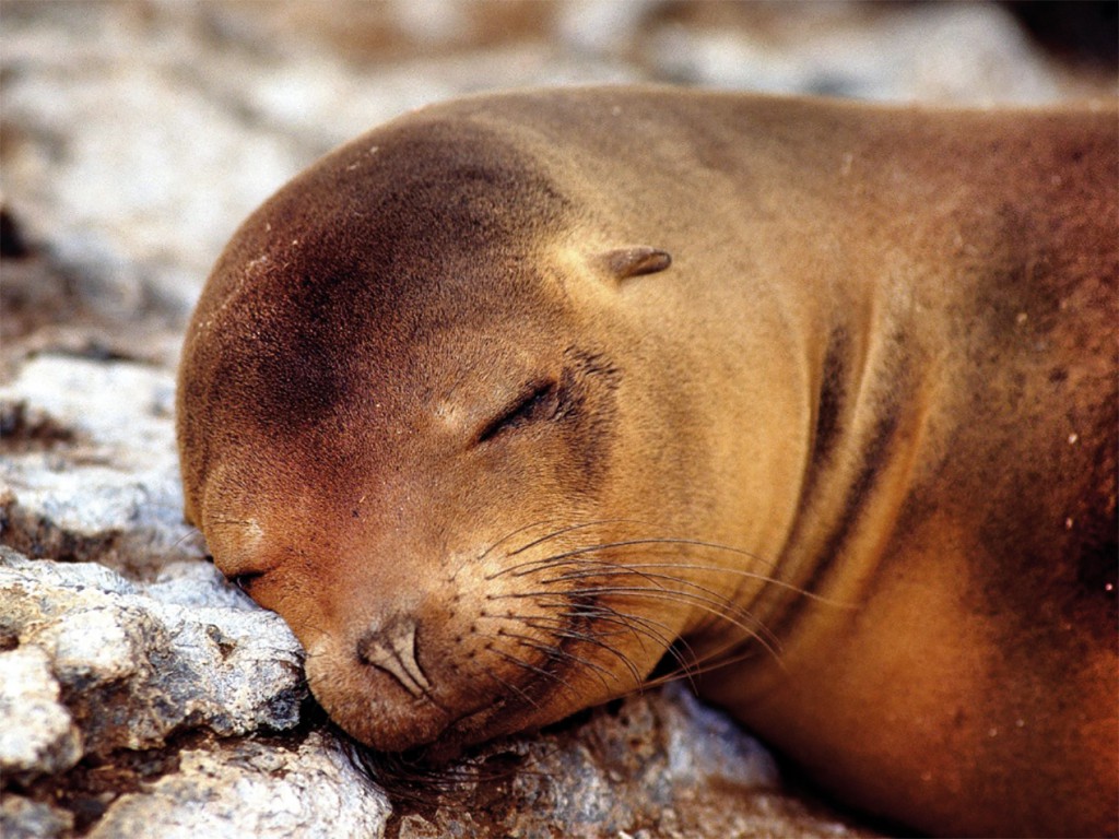 Adım atsan deniz EskiFoça nerede Eski Foçaya nasıl gidilir Eski Foça ...